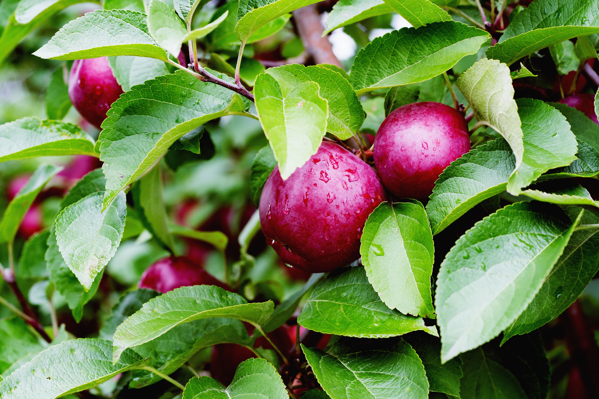 Managing Fruit Tree Pests and Diseases (IPM) - Orchard People